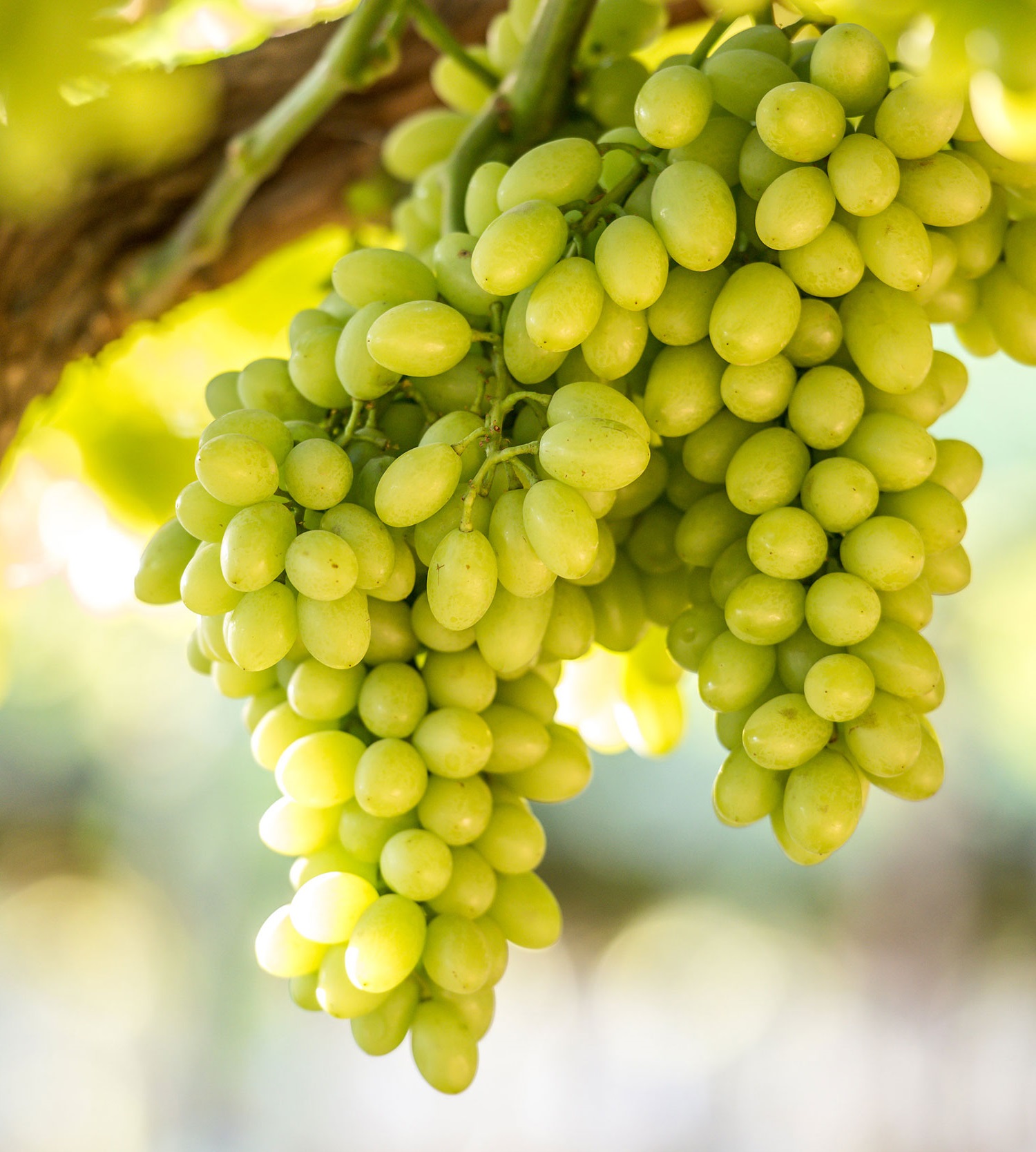 Green Seedless Grapes