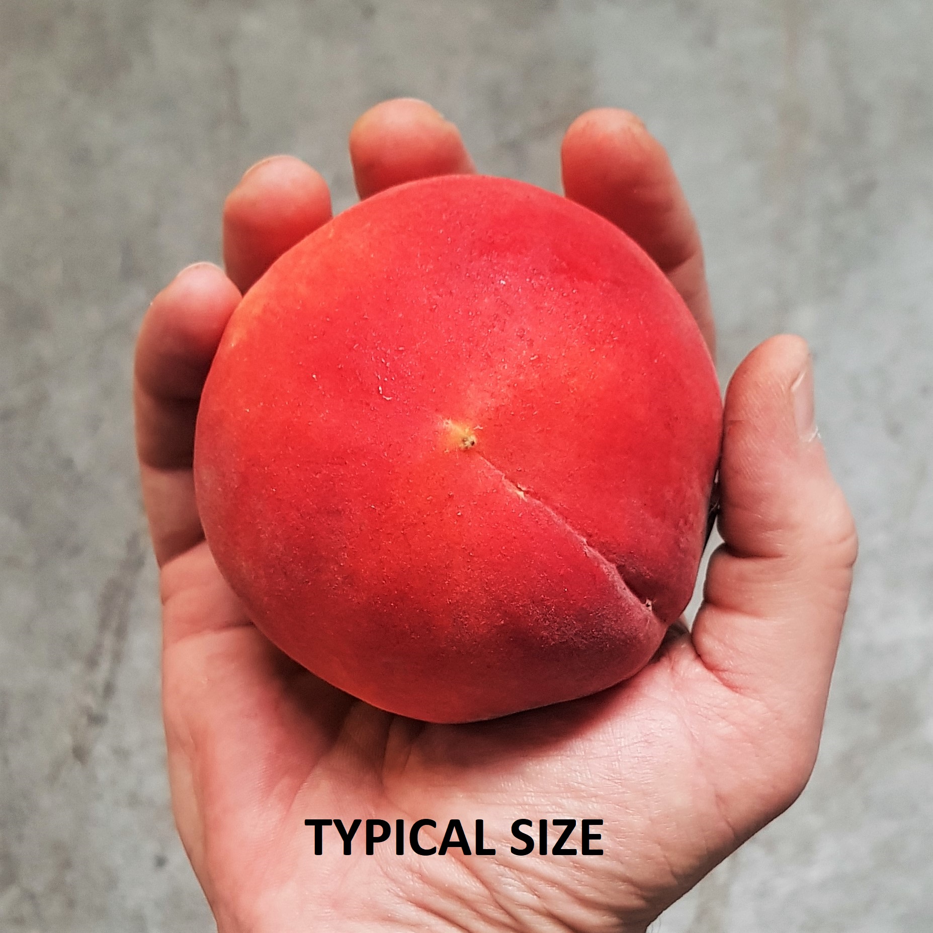 Peaches Yellow, LARGE Each. *JUICY, SWEET* *GOOD EATING* – Grandma Rosies
