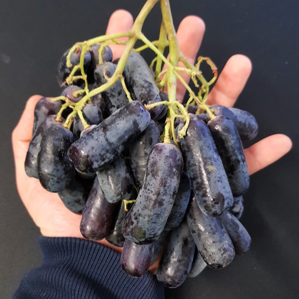 ‘Black Sapphire Seedless’ Grapes LARGE and LONG, 500gm *ABSOLUTELY THE ...