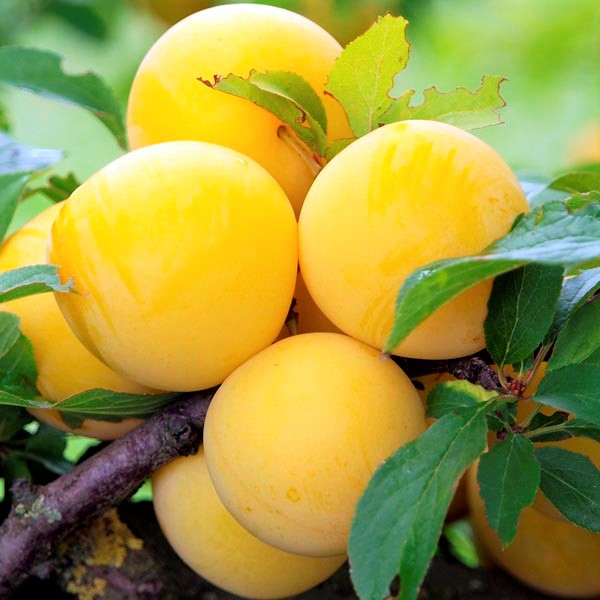 Plums ‘YELLOW’ 500gm *BEST EATING* *BEST QUALITY* – Grandma Rosies